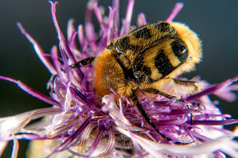 Bee Beetle stock photo. Image of hairy, leaf, bloom - 154586128