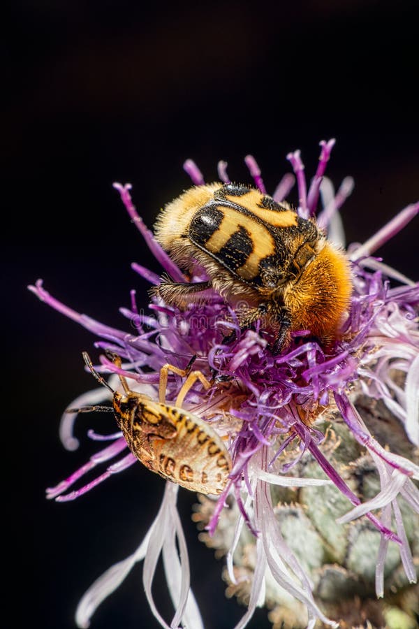 Bee Beetle stock image. Image of nature, flower, scarabaeidae - 154586113