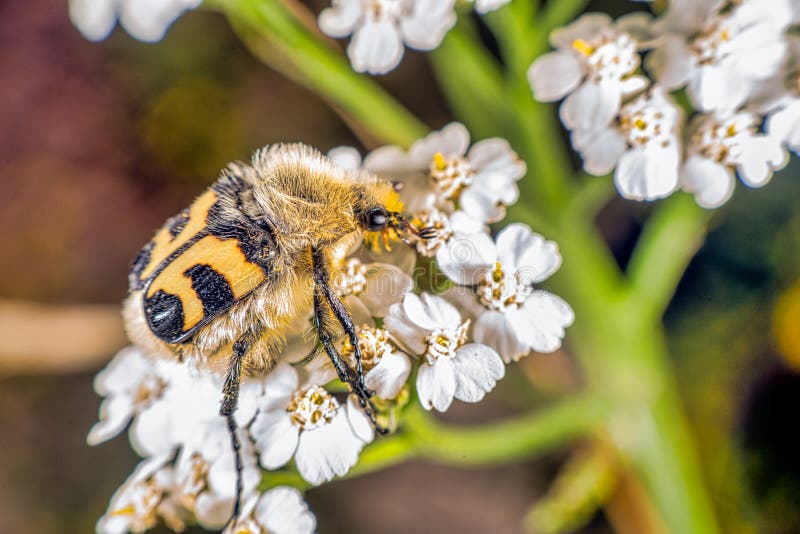 Bee Beetle stock image. Image of blooming, leaf, fauna - 154586161