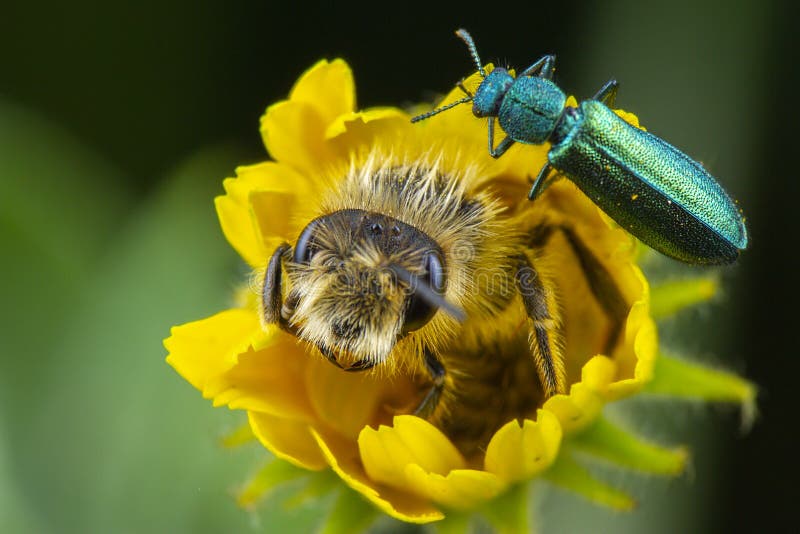 Bee and beetle on a flower stock photo. Image of beauty - 127408798