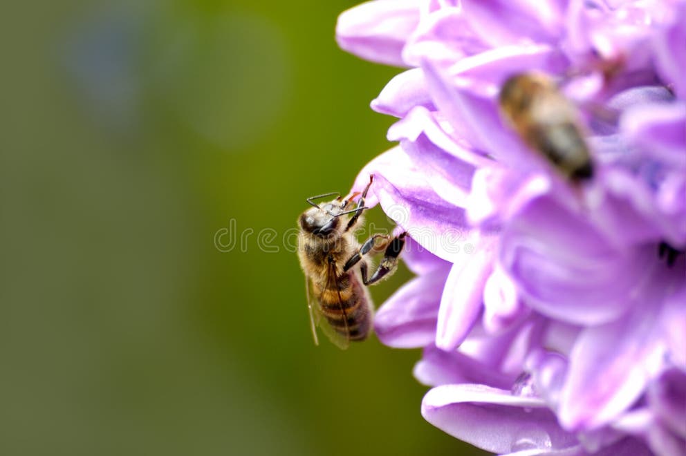 Bee behind work. stock image. Image of pollen, bright, honey - 654901