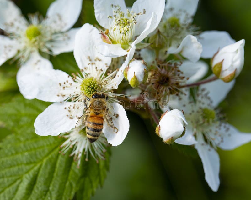 Bee on a Berry Bush Flower stock photo. Image of black - 251176766