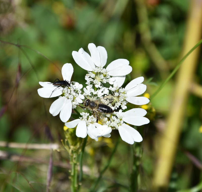 Insects on a flower stock image. Image of fight, beetle - 184733947