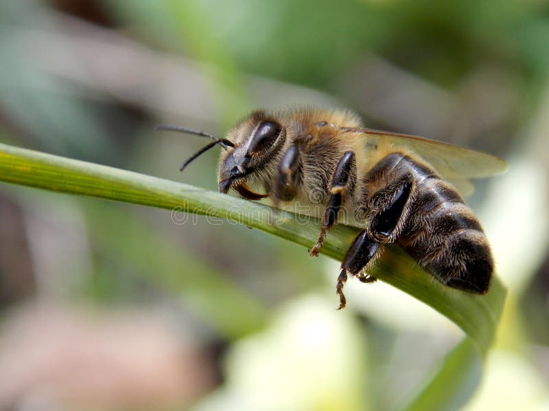 Bee stock image. Image of nature, insect, blade, grass - 100348119