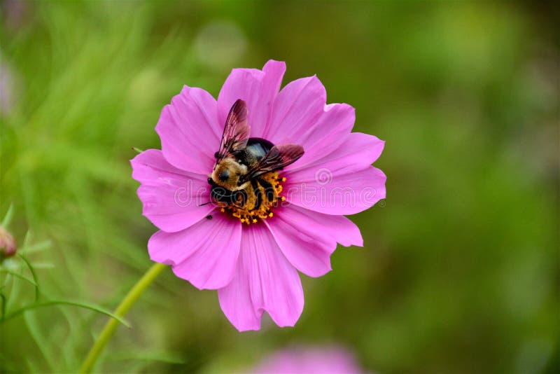 Bee, Bloom, Blossom Picture. Image: 109904043