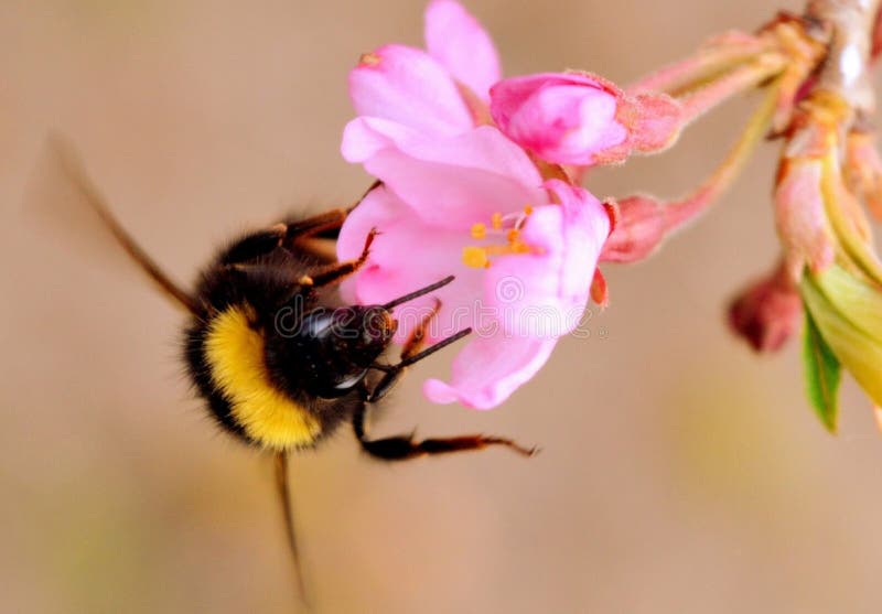 Bee on bloom stock image. Image of nectar, closeup, beauty - 86537061