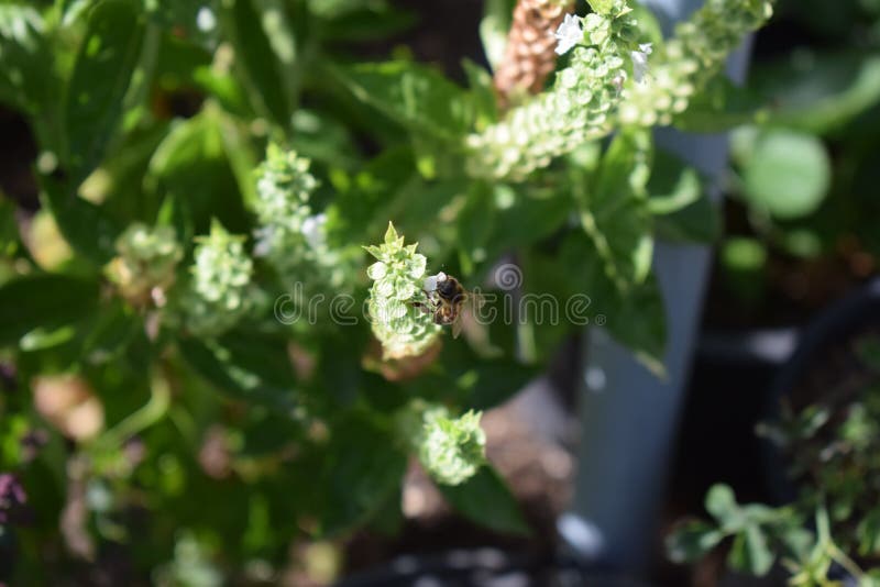 Bee on blooming basil stock image. Image of summer, insects - 256042419