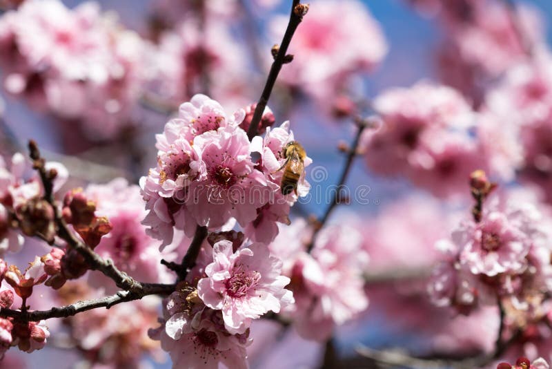 Bee on a Blooming Cherry Blossom Stock Image - Image of beauty, nature ...