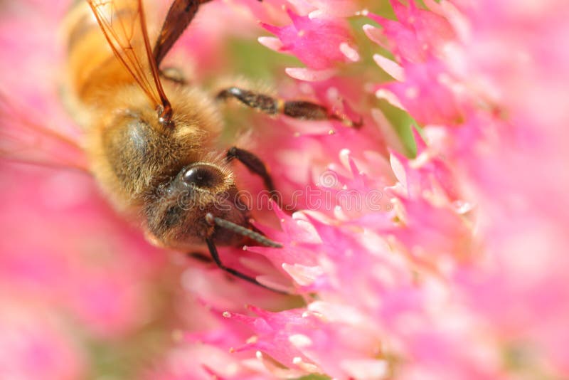 Bee on Blooms stock photo. Image of auge, pollinator - 12702882