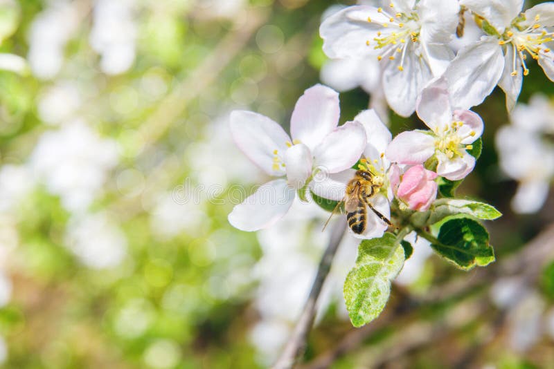 Bee on a Blossoming Apple Tree Pollinating. Stock Image - Image of ...