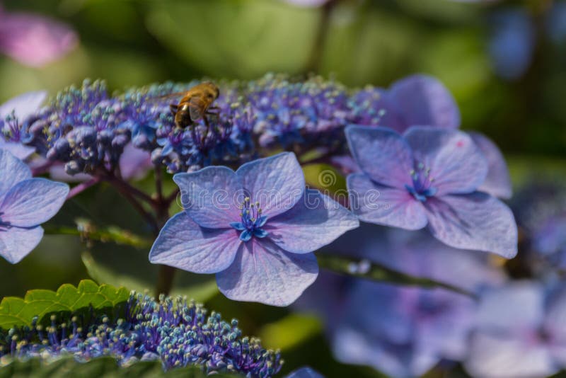 Bee on the Blossoming Hydrangea Flowers. Stock Image - Image of animal ...