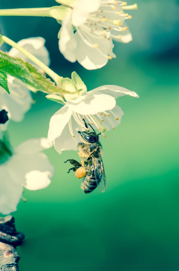 Bee stock image. Image of anniversary, floral, limb, beauty - 39554733