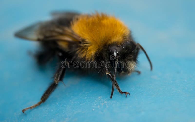 A Bee on a blue background stock photo. Image of lavender - 43452424
