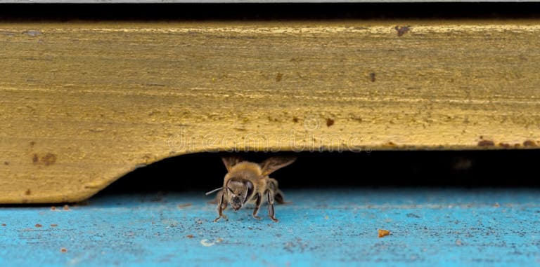 A Bee on a Blue Background Emerging from a Hive. Stock Image - Image of ...