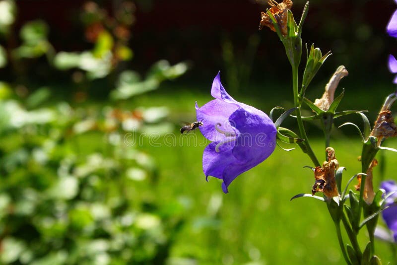Bee in the Blue Bell Flower Stock Photo - Image of closeup, garden ...