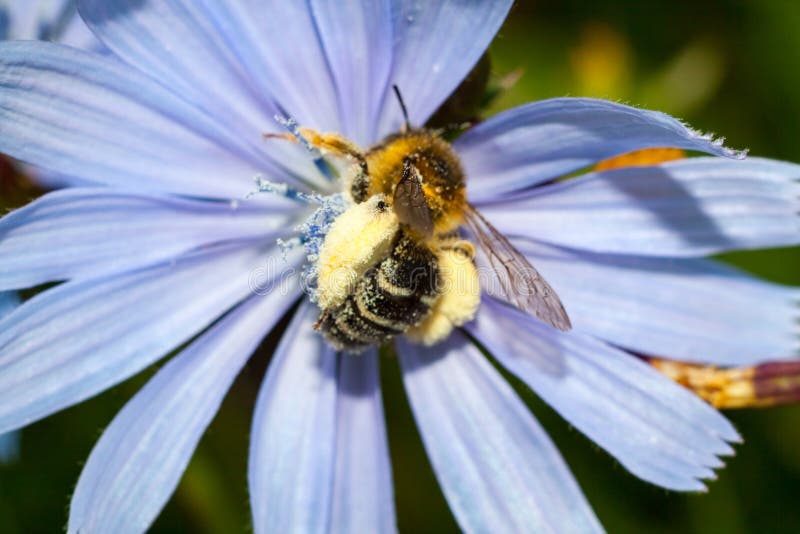 Bee on blue color. stock photo. Image of bloom, beautiful - 129916560