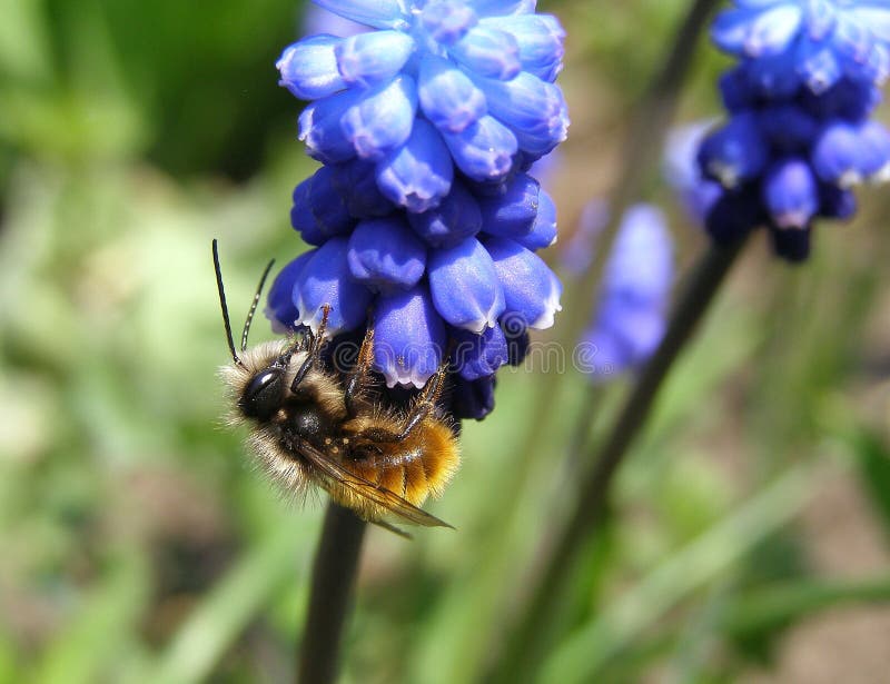 Bee on blue flower stock image. Image of nectar, petals - 86575737