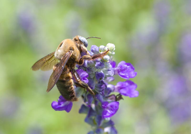 Bee on blue flower stock photo. Image of landscape, relaxation - 73830522