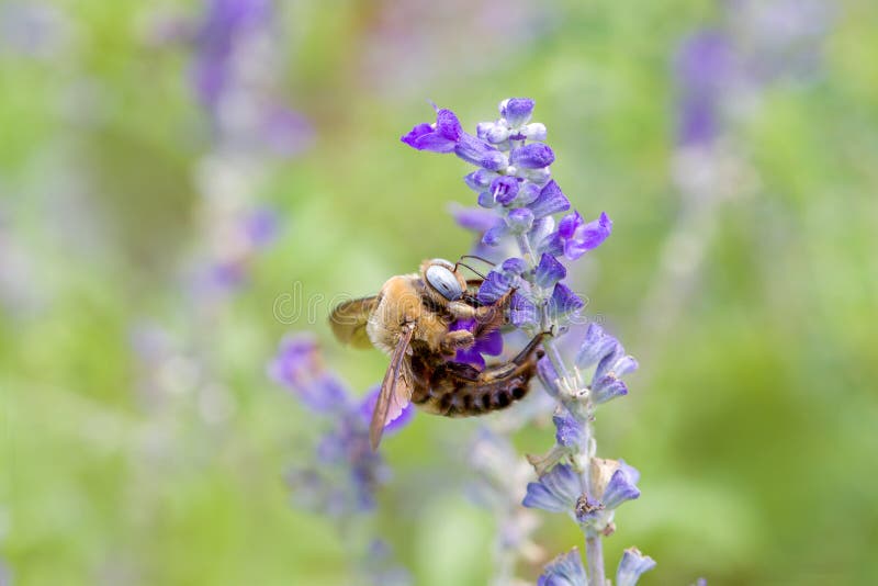 Bee on blue flower stock photo. Image of food, sunshine - 73830532
