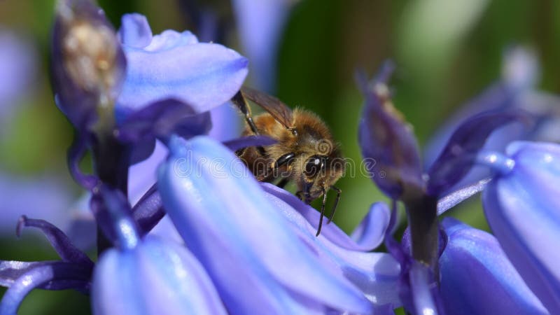 Bee on blue flower stock photo. Image of close, flower - 78447596