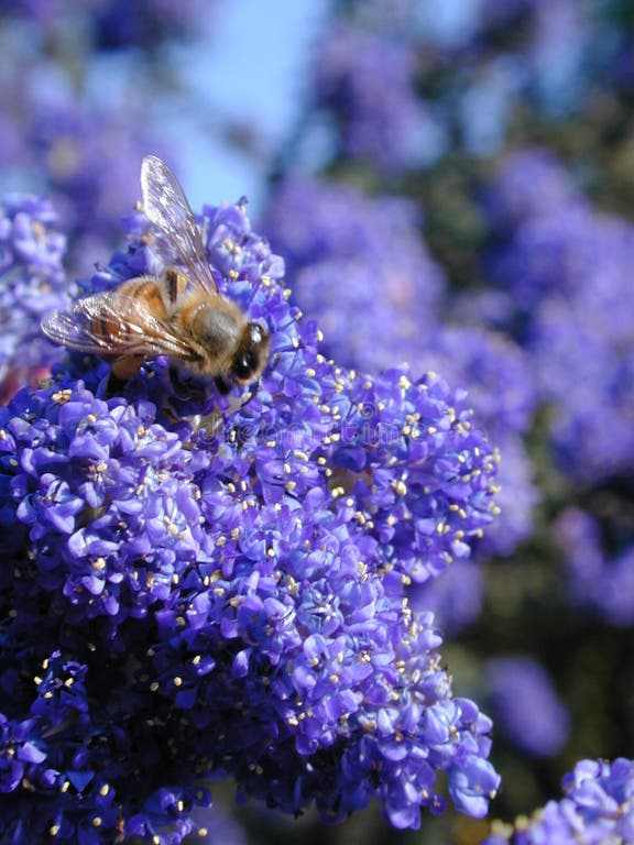 Bee in Blue Flowers stock image. Image of pollinating, lavendar - 57803
