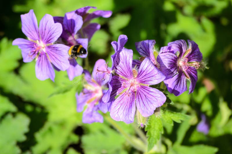 A Bee on Blue Geranium in a Garden, Latvia Stock Image - Image of ...