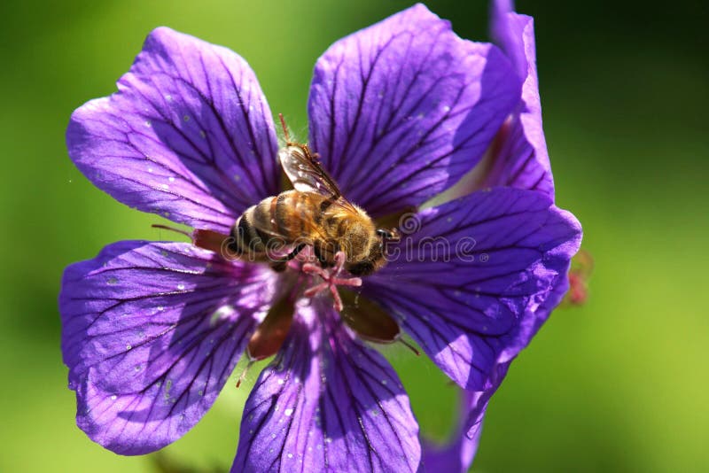 Bee stock photo. Image of insect, colonies, insects, mallow - 41305288