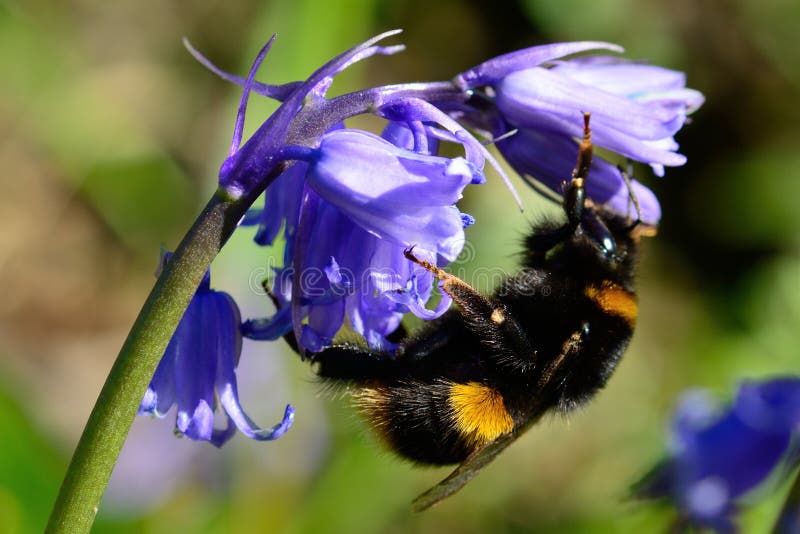 Bumblebee on bluebell. stock image. Image of bumblebee - 13043895