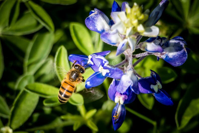 Honey Bee on a Bluebonnet stock image. Image of texas - 68162517