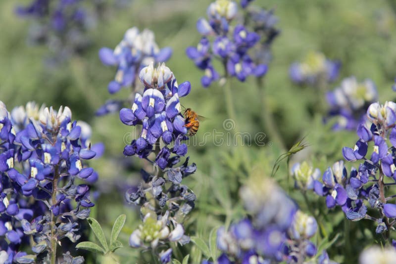 Bee on Bluebonnets stock photo. Image of spring, wildflowers - 30986984