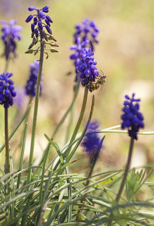 Bee on a Bluebonnets in a Field Stock Photo - Image of grape, gathering ...