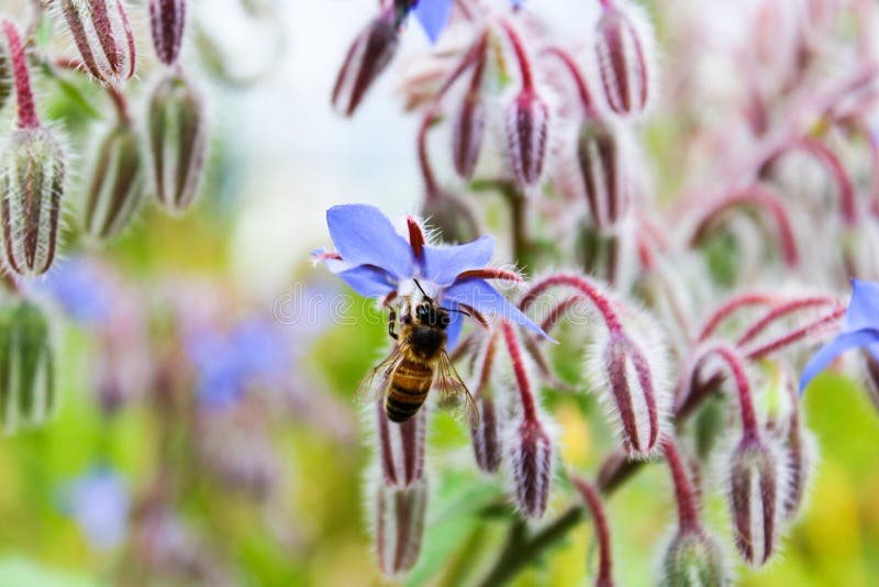 A bee on the borage stock image. Image of blossom, pollinator - 191849591