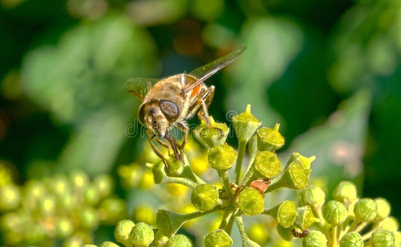 Bee on a branch stock image. Image of botany, life, insect - 27678337