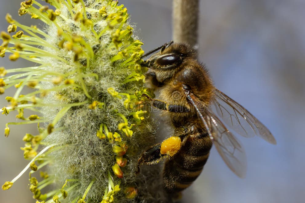 A Bee on a Branch of a Blooming Willow Stock Photo - Image of willow ...