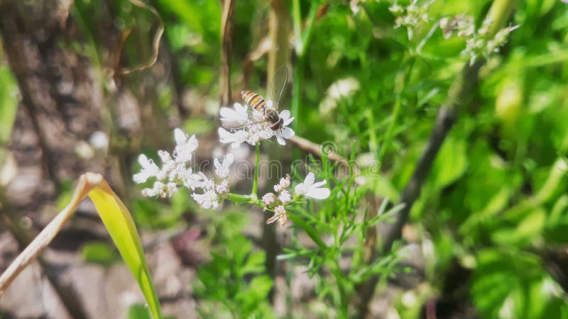 Bee Branch Leaf Green Grass Flower Stock Photo - Image of plant, green ...