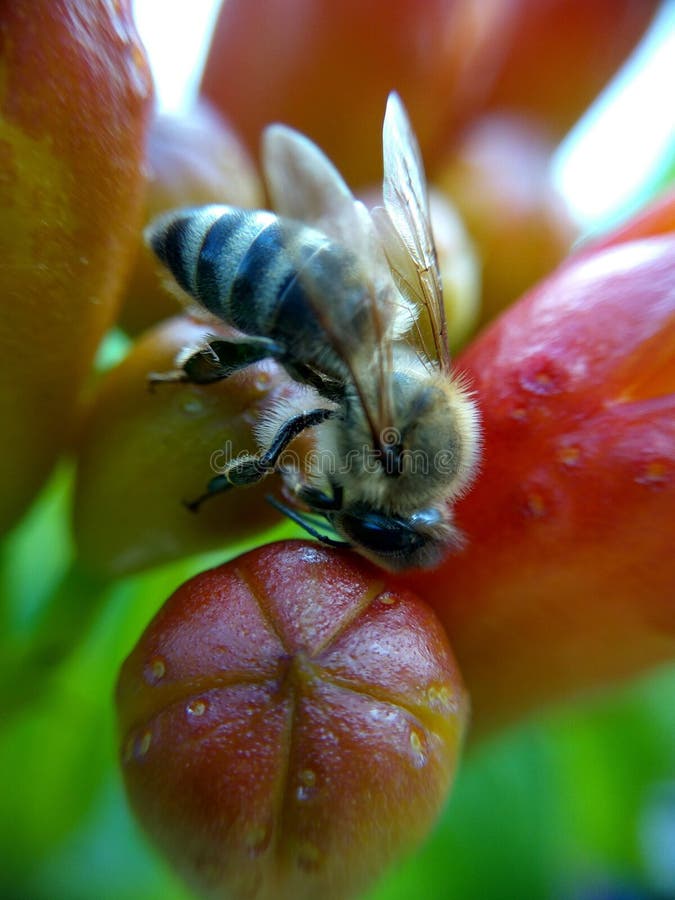 A bee in a break stock photo. Image of break, insect - 257262512