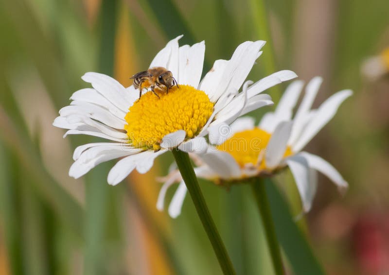 Bee Breakfast stock image. Image of asteraceae, white - 28150459
