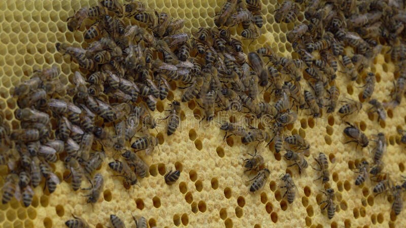 Honeybees, Larvae, and Capped Brood on Wooden Frame. a Honey Bee Colony ...