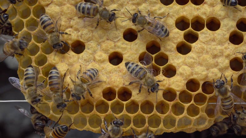 Eggs and Larvae of Future Honey Bees. Stock Video - Video of ...