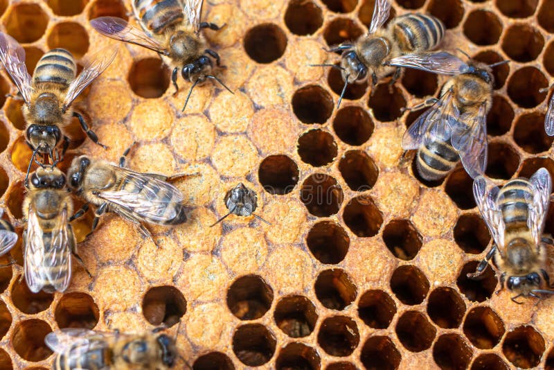 Bee Brood on Honeycombs. Hatching Young Bees, Pupae, Larvae, Bee Eggs ...