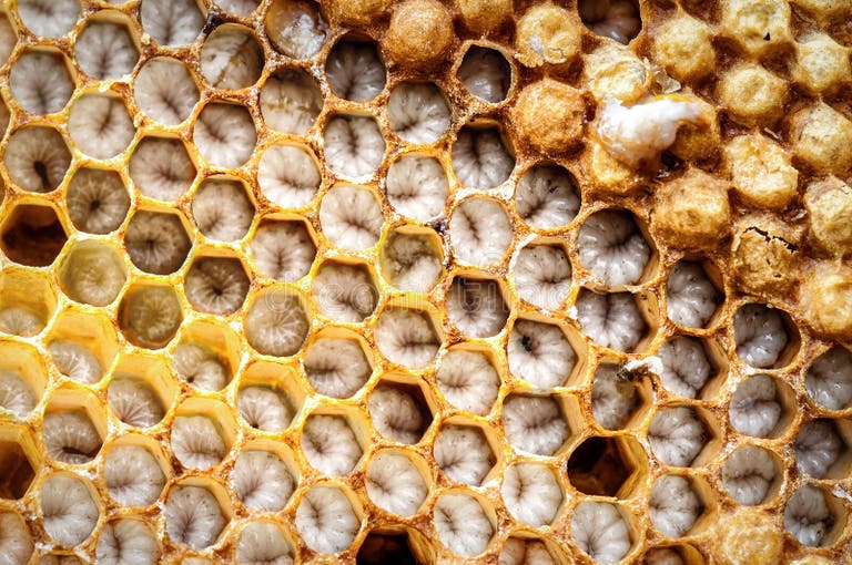 Bee Brood, Bee Larvae in Honeycomb Cell Stock Image - Image of honey ...
