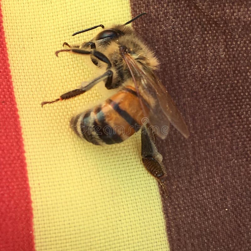Bee on Brown,yellow and Red Stock Image - Image of yellow, beach: 98636035