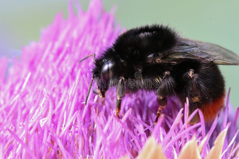 Bee, Bumblebee, Insect, Honey Bee Picture. Image: 120554160