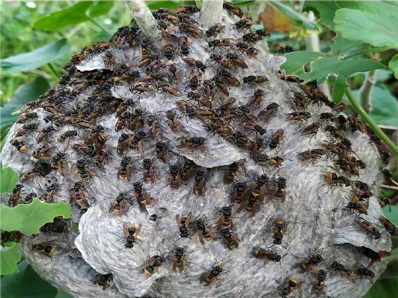 Bee Bunch Brazil stock photo. Image of arthropod, soil - 236669228