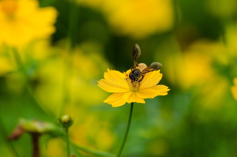 A bee stock photo. Image of rostrum, garden, pollinate - 44089302