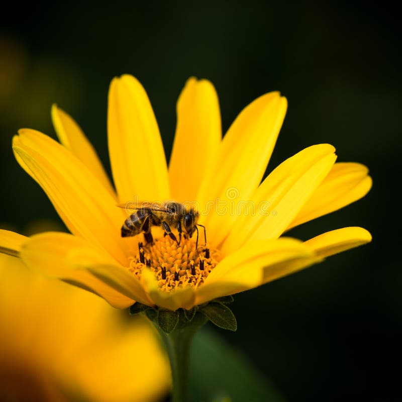 A Bee Busy Drinking Nectar from the Flower Stock Image - Image of ...