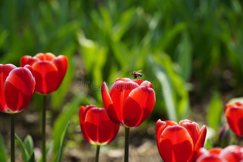 Bee busy on spring stock image. Image of busy, petal - 113233717