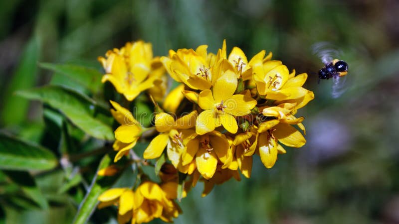 Flowers of a Bok Choy Plant with Bees Stock Image - Image of foliage ...