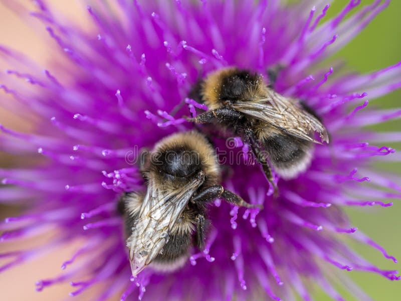 Bee on Cardoon Flower Detail Close Up Stock Photo - Image of marianum ...