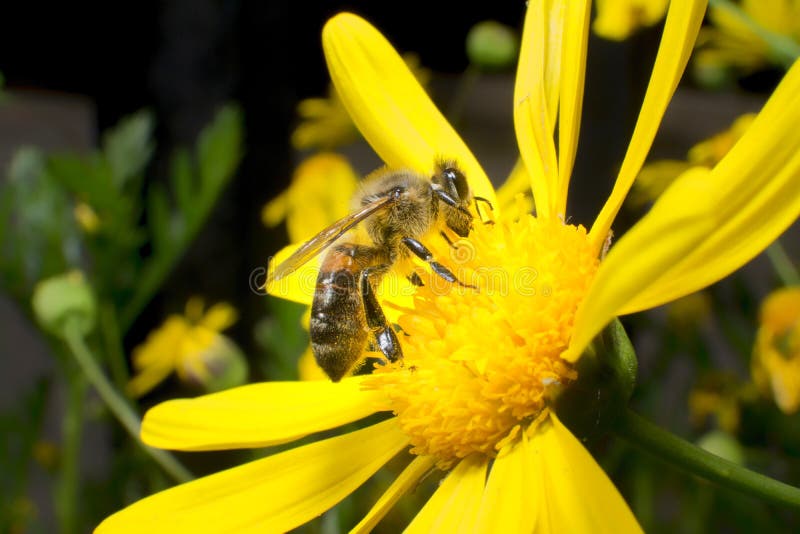 Worker Bee Working on Pollination Stock Image - Image of pollination ...